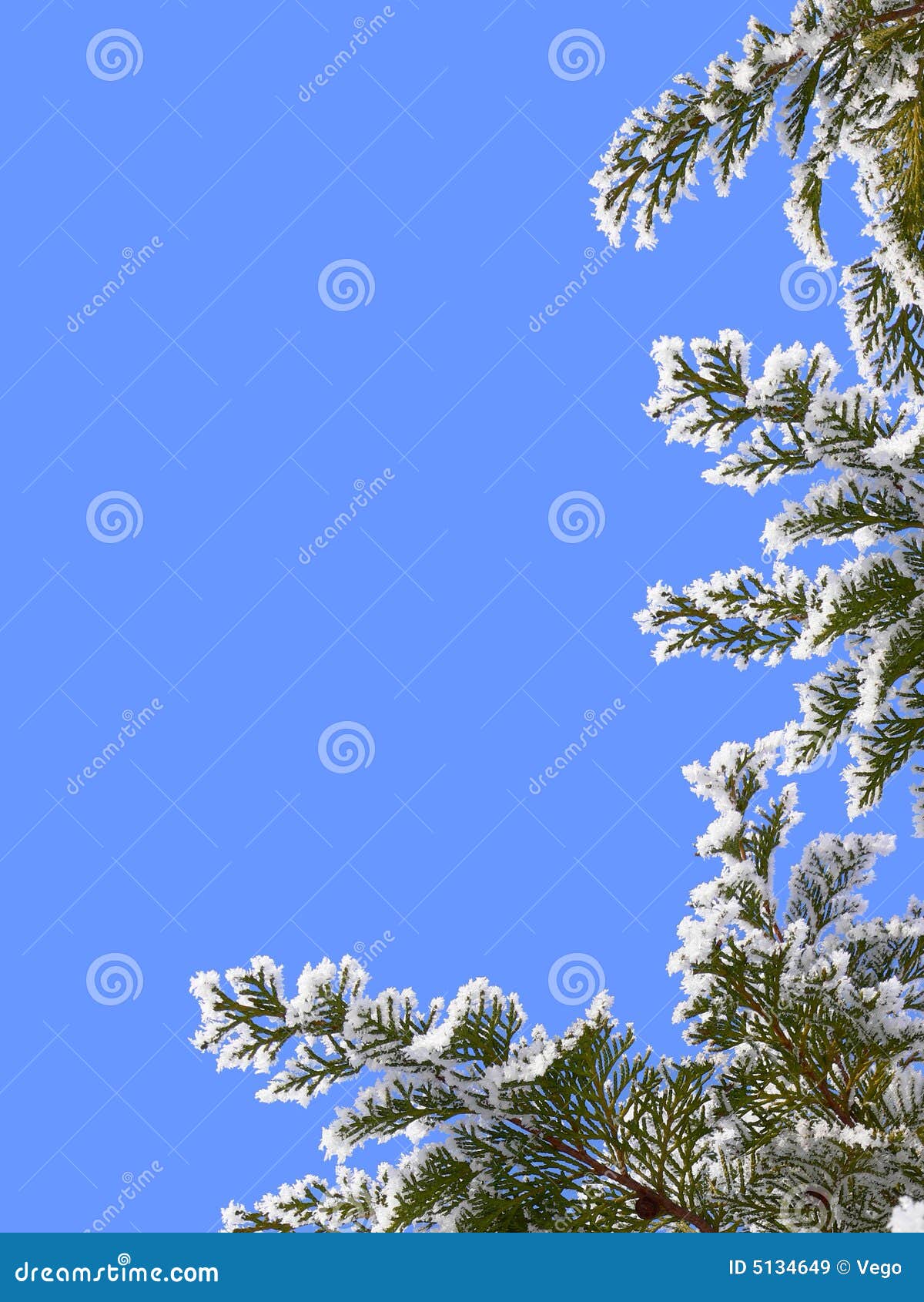 Winter frame stock image. Image of card, evergreen, plant - 5134649