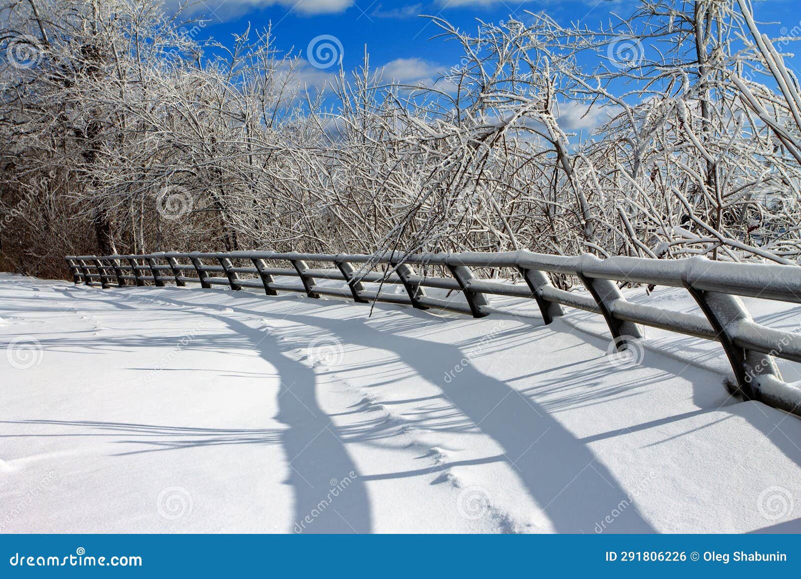 Winter Freeze Over the Trees Stock Photo - Image of trees, twig: 291806226