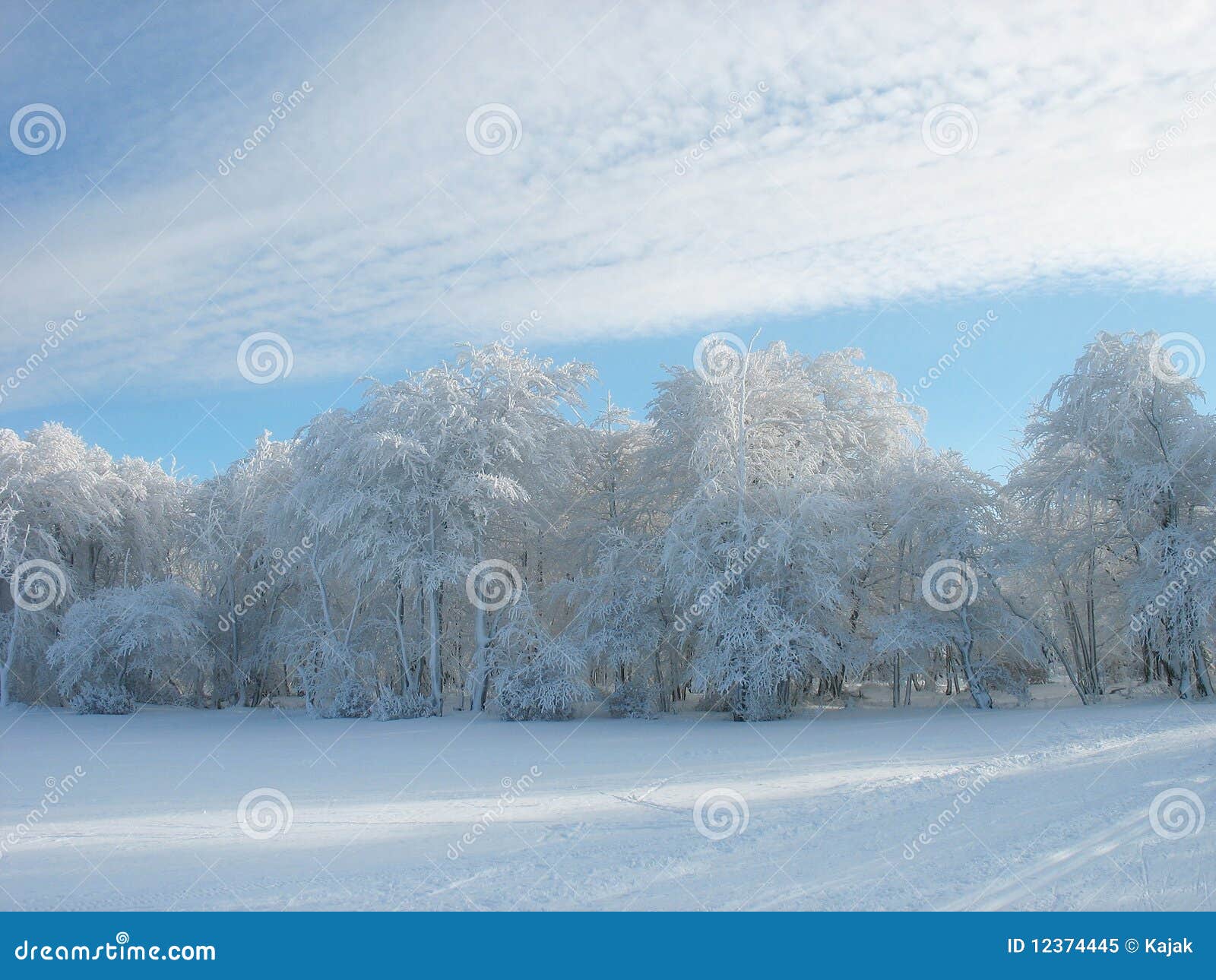 Winter freezing stock image. Image of winter, blue, tree - 12374445