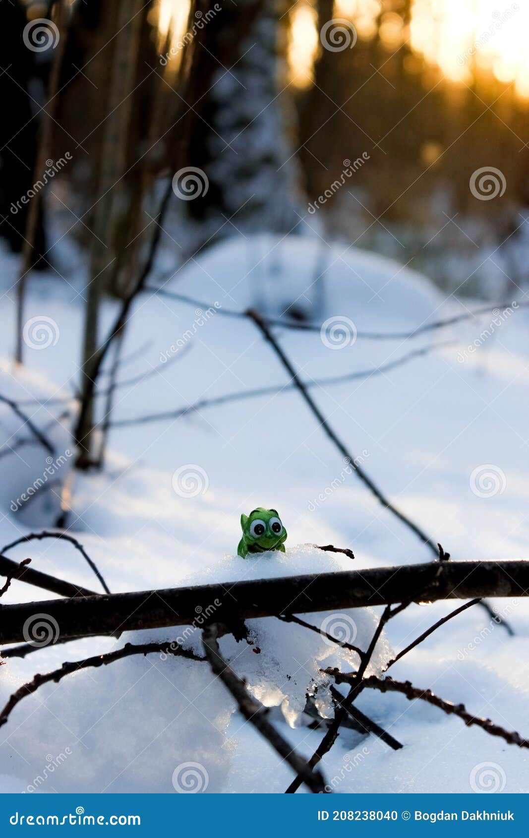 Winter Frog in Snow in the Forest Stock Photo - Image of blue, branch ...