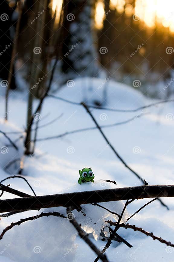Winter Frog in Snow in the Forest Stock Photo - Image of blue, branch ...
