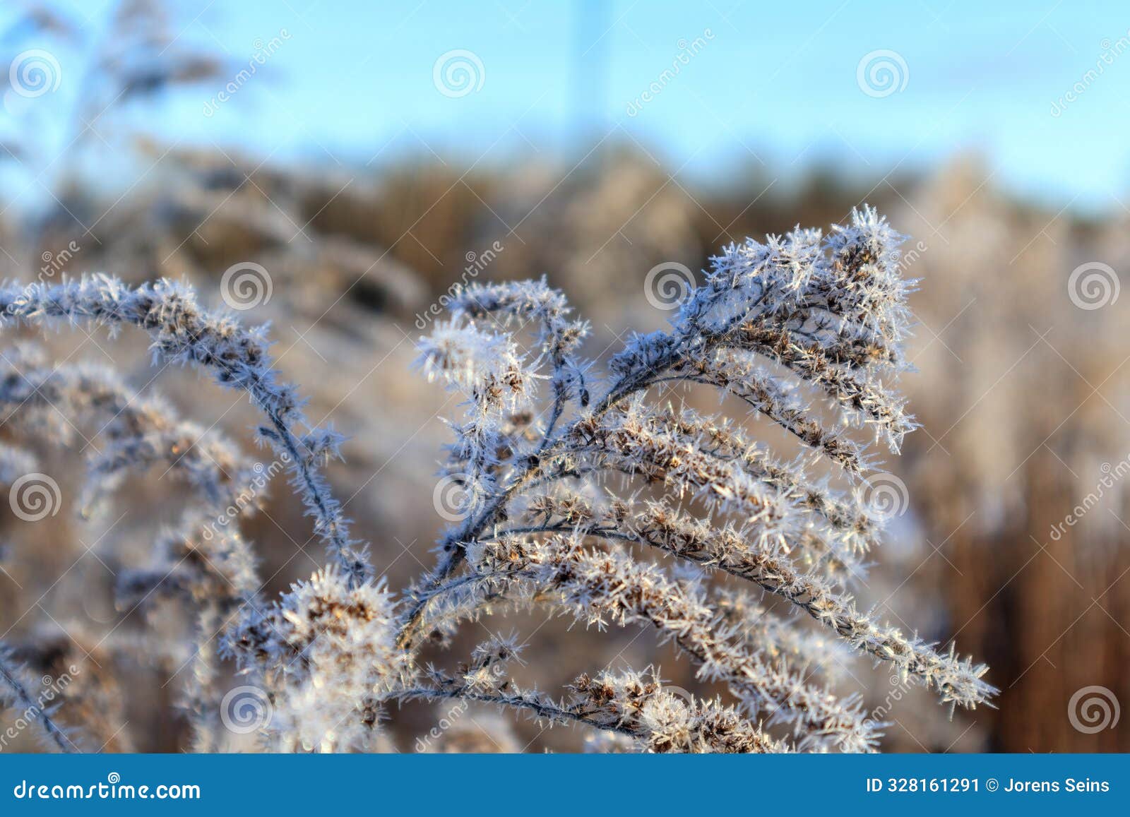 .winter Frost on the Branches Stock Image - Image of plant, snow: 328161291