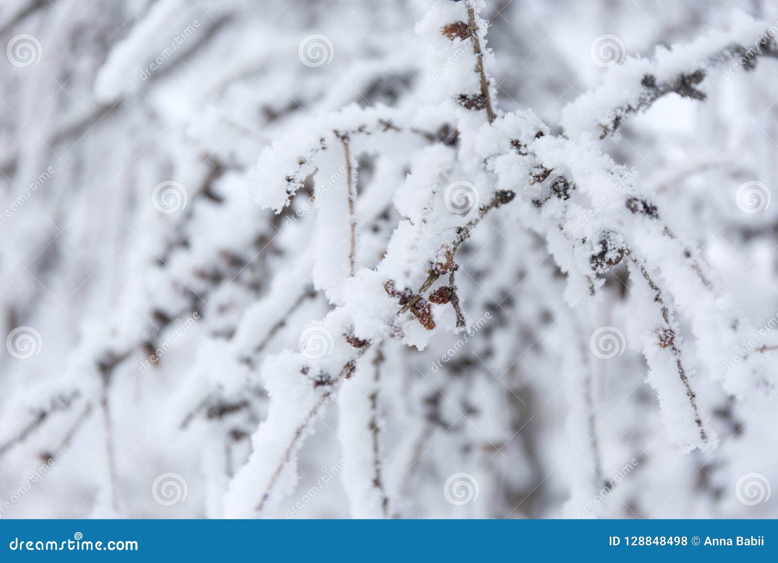 Winter Frost Branches Snow and Ice Covered. Winter Background. Stock ...