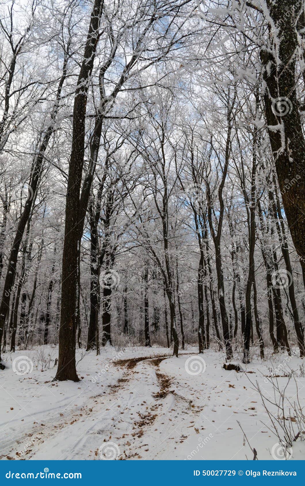 Winter frost forest stock image. Image of winter, tree - 50027729
