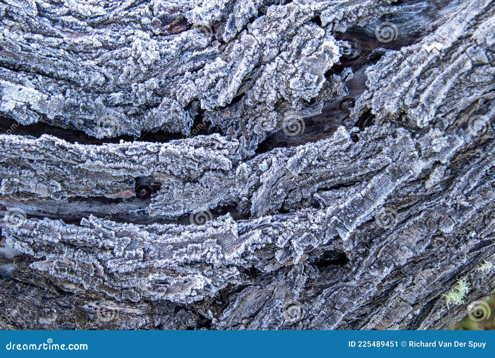 Frost on the Bark of a Tree Stock Image - Image of scene, concept ...