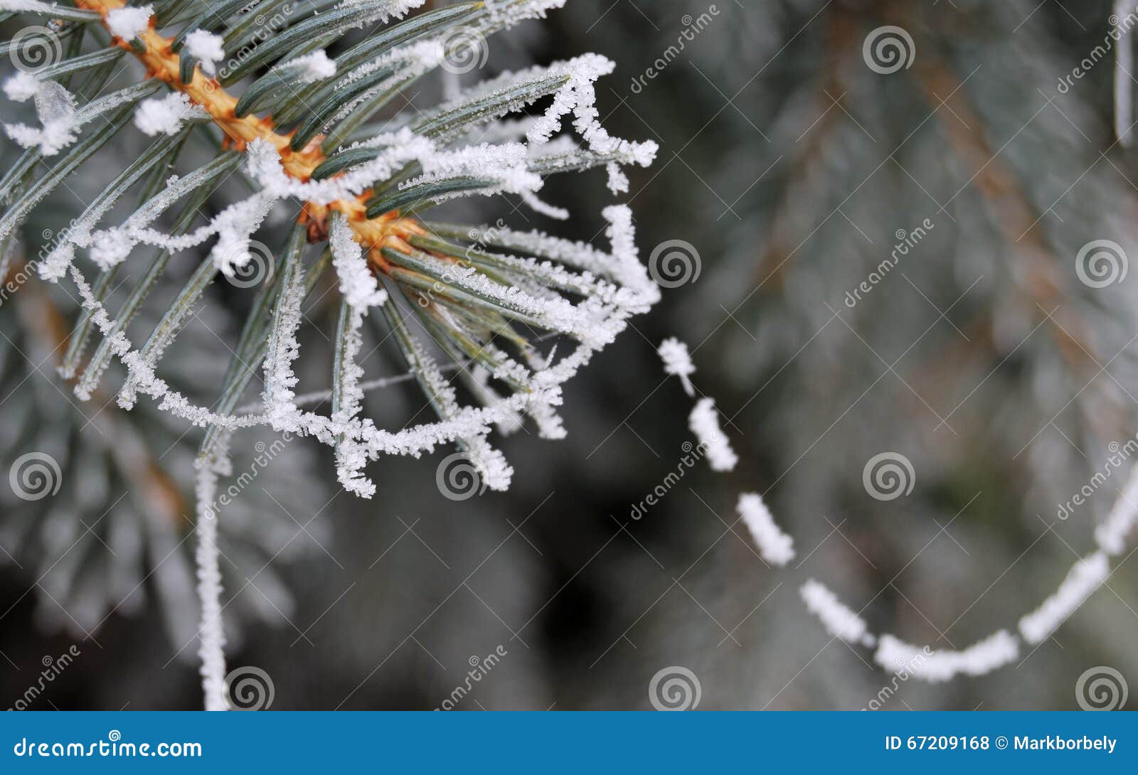 Winter Frost on Spruce Tree Close-up Stock Photo - Image of coniferous ...