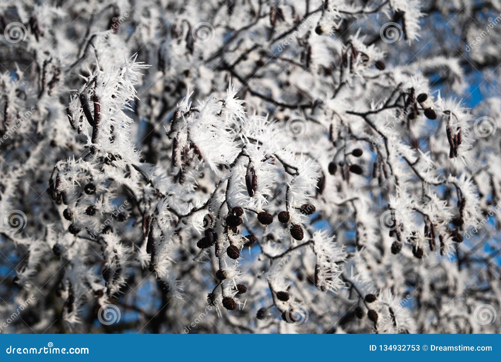Winter Frost on a tree stock image. Image of bright - 134932753