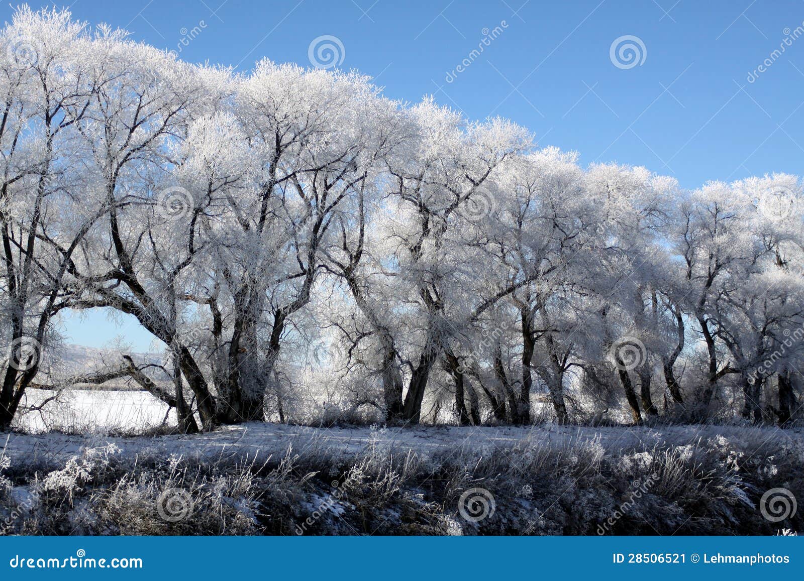 Winter Frost on Trees at Lower Klamath Stock Image - Image of ...