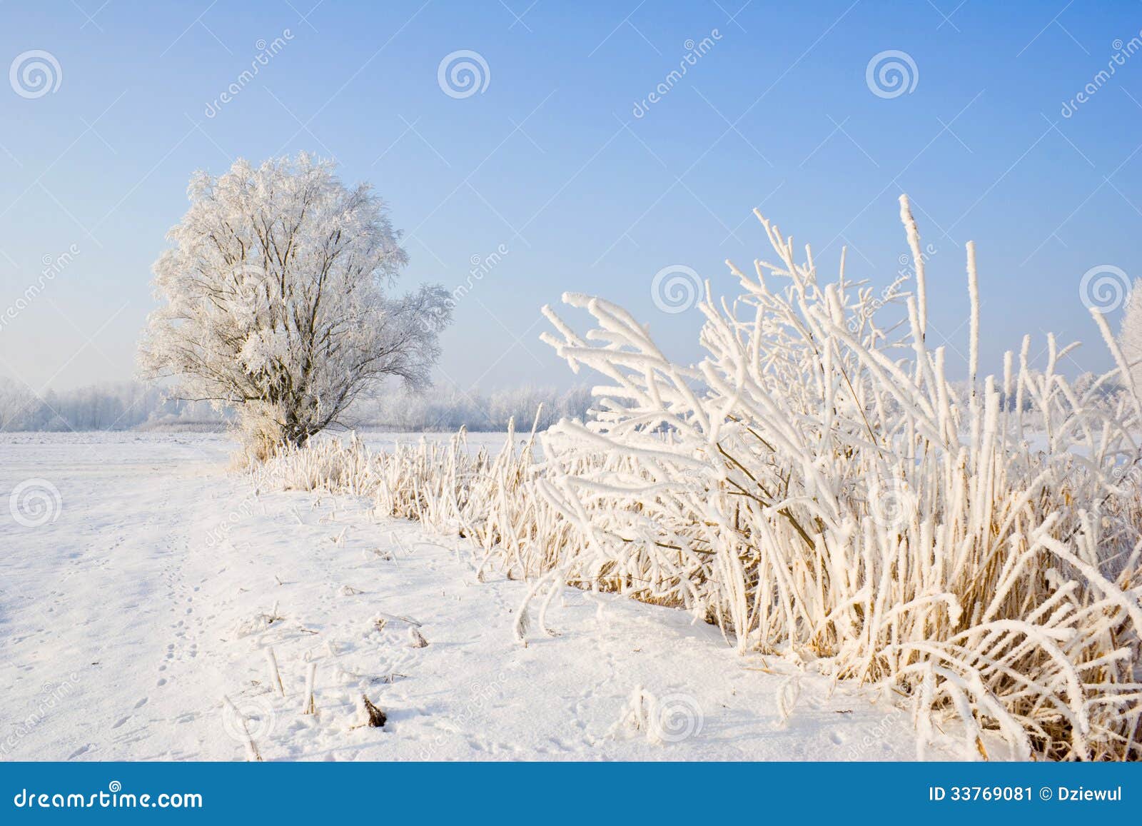Winter Frost in the Wild Forest. Stock Image - Image of pathway ...