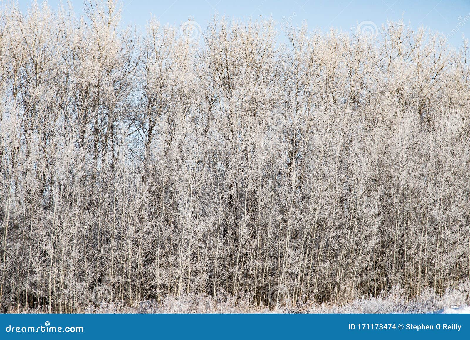 Winter Frosted Trees stock photo. Image of winter, frosted - 171173474