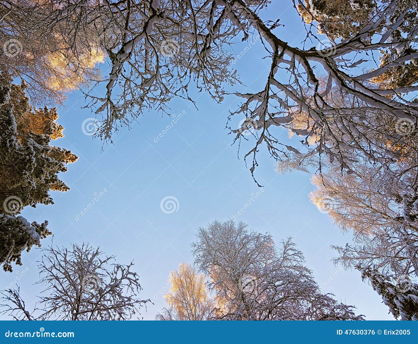 Winter Frosty Morning Sky View through the Tree Top Stock Photo - Image ...