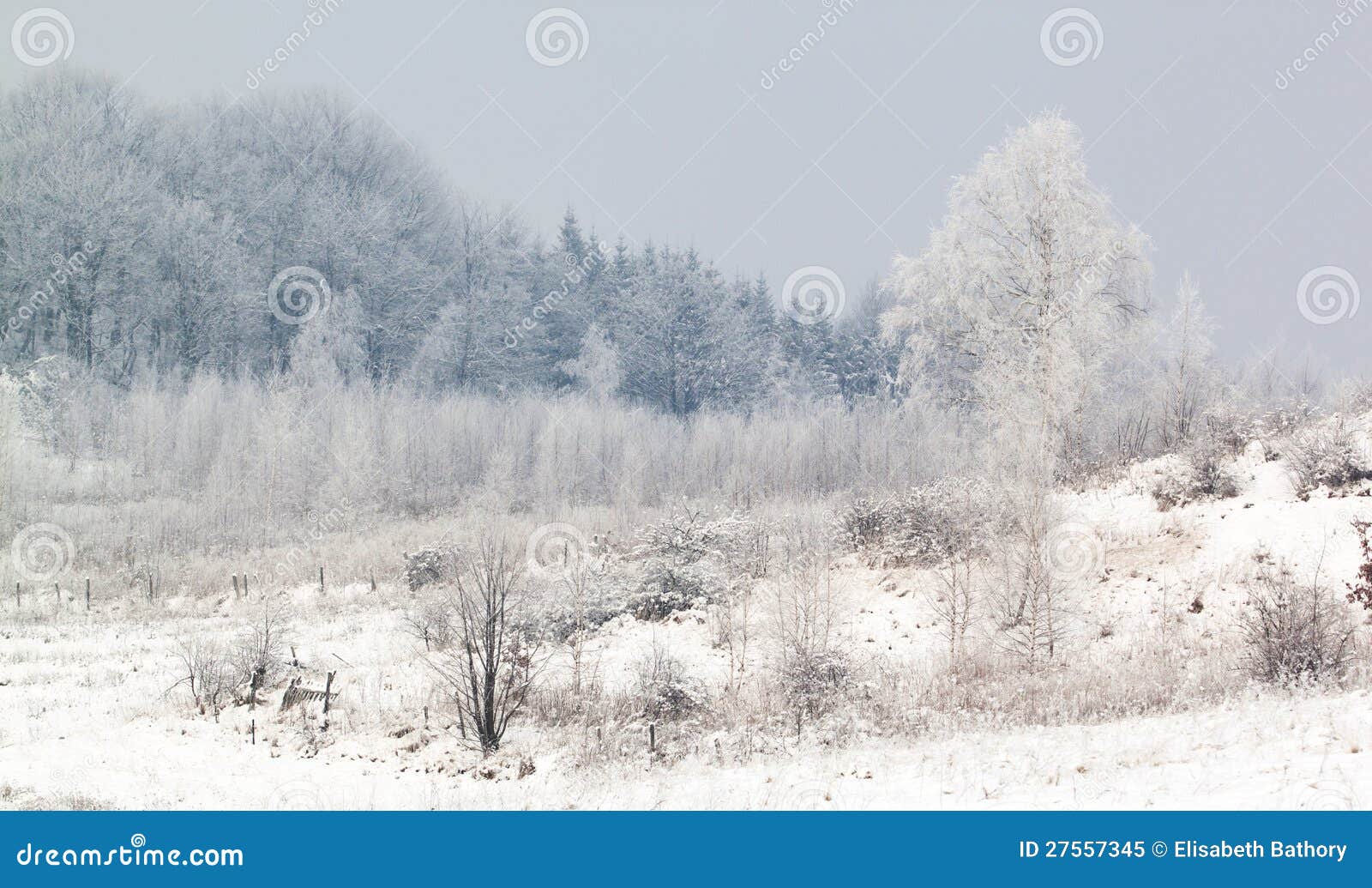 Winter frosty scene stock image. Image of white, nature - 27557345