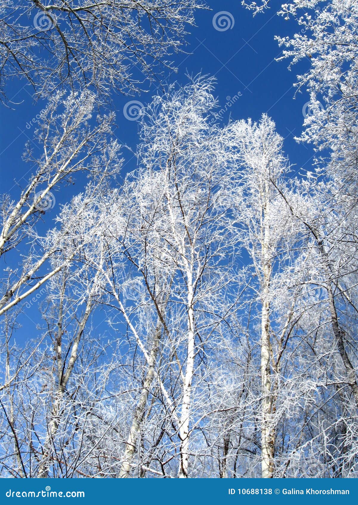 Winter. frosty trees stock photo. Image of landscape - 10688138