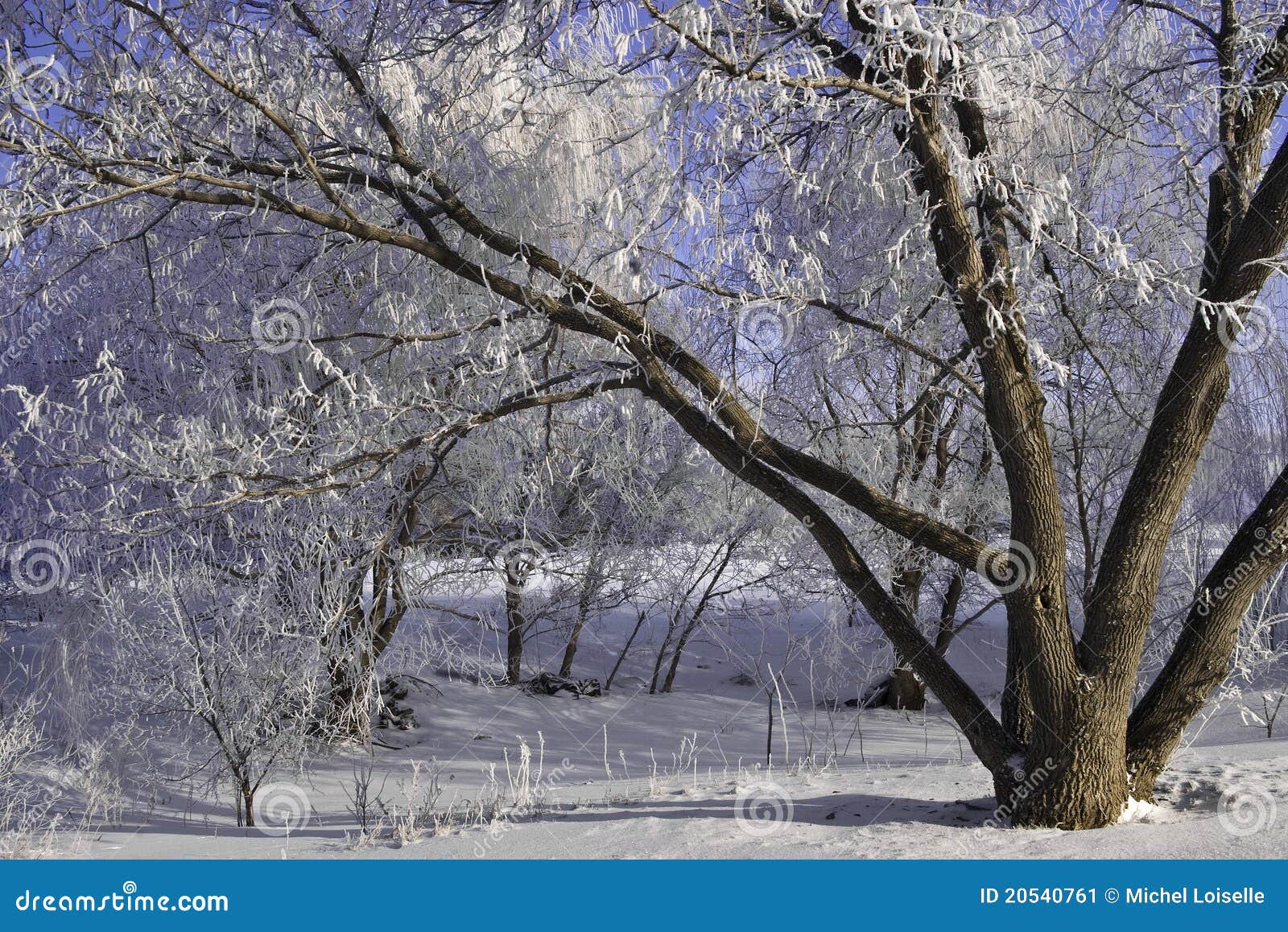 Winter Frosty Trees stock image. Image of morning, branches - 20540761