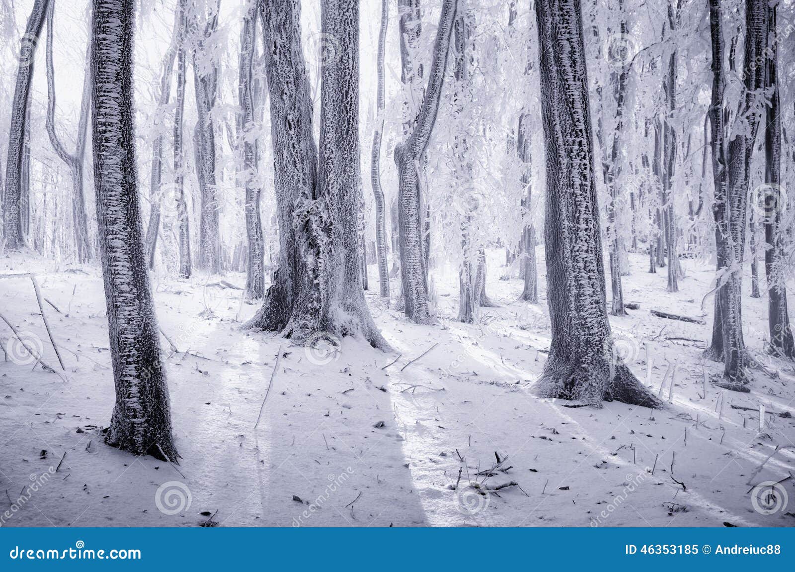Winter in a frozen forest stock image. Image of cold - 46353185