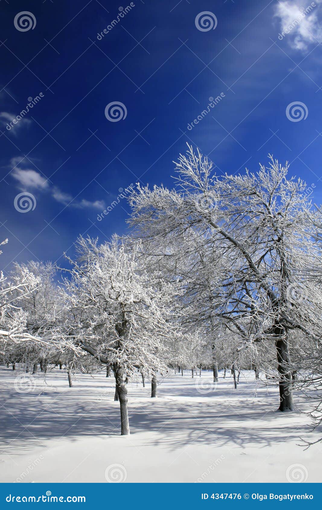 Winter Frozen Forest in Snow Stock Photo - Image of cold, blue: 4347476