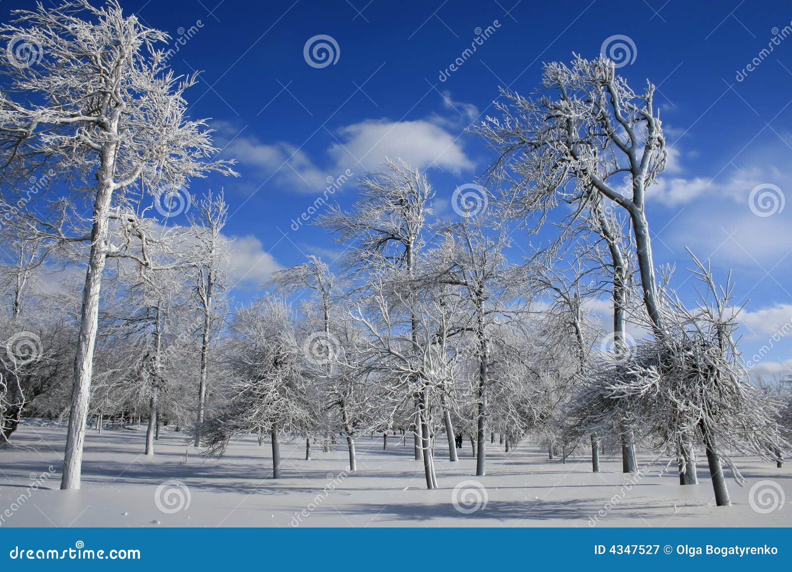 Winter Frozen Forest in Snow Stock Image - Image of season, frozen: 4347527