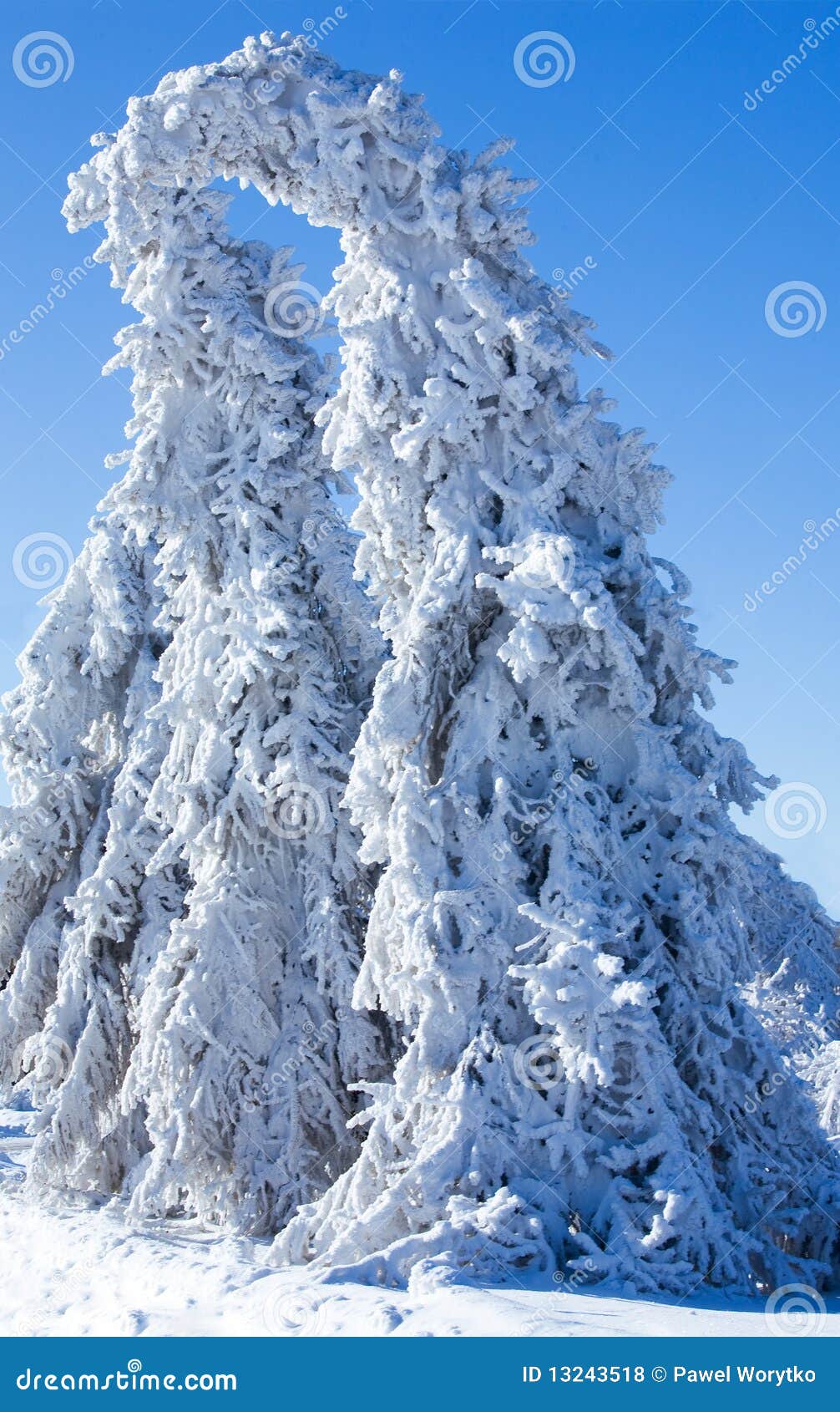 Winter - frozen tree stock photo. Image of tree, snow - 13243518