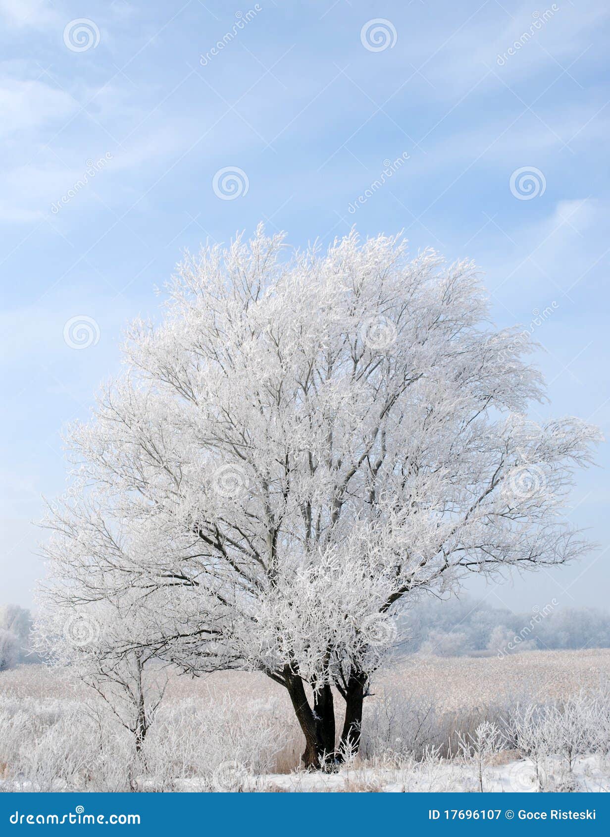 Winter frozen tree stock image. Image of weather, season - 17696107