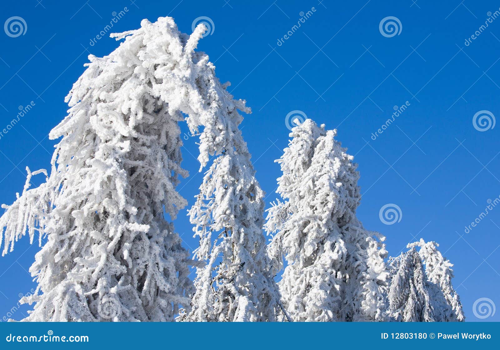 Winter - frozen trees stock photo. Image of verschneit - 12803180