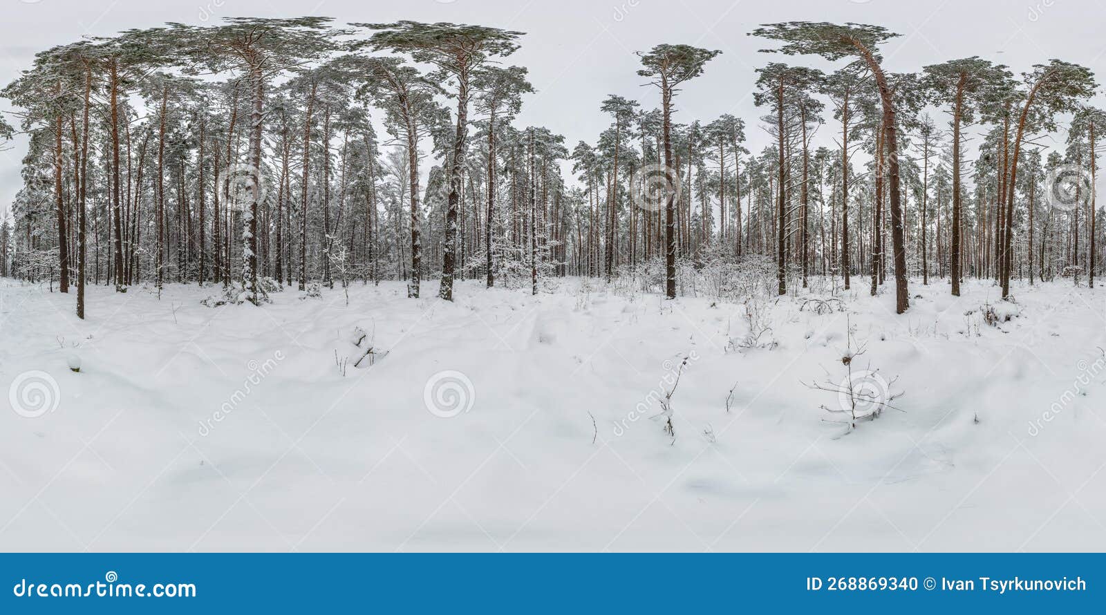Winter Full Spherical Hdri 360 Panorama View on Path in Snowy Pinery ...
