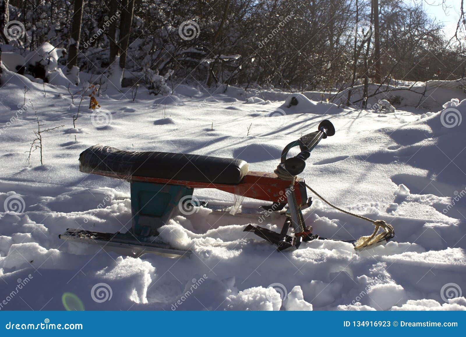 Sledging on the Snowy Slopes in the Forest in Winter. Rest in the Woods ...