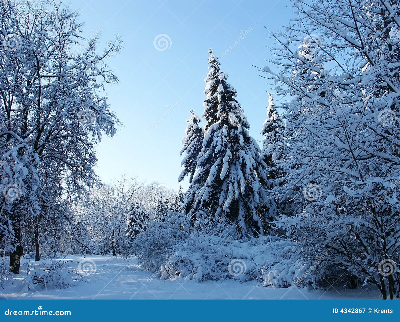 Winter fur-tree in forest stock image. Image of cold, frost - 4342867