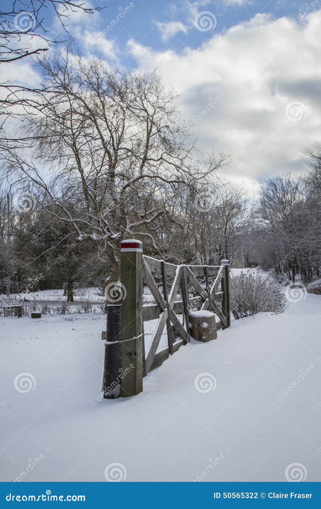 Winter Garden stock photo. Image of country, willow, halifax - 50565322