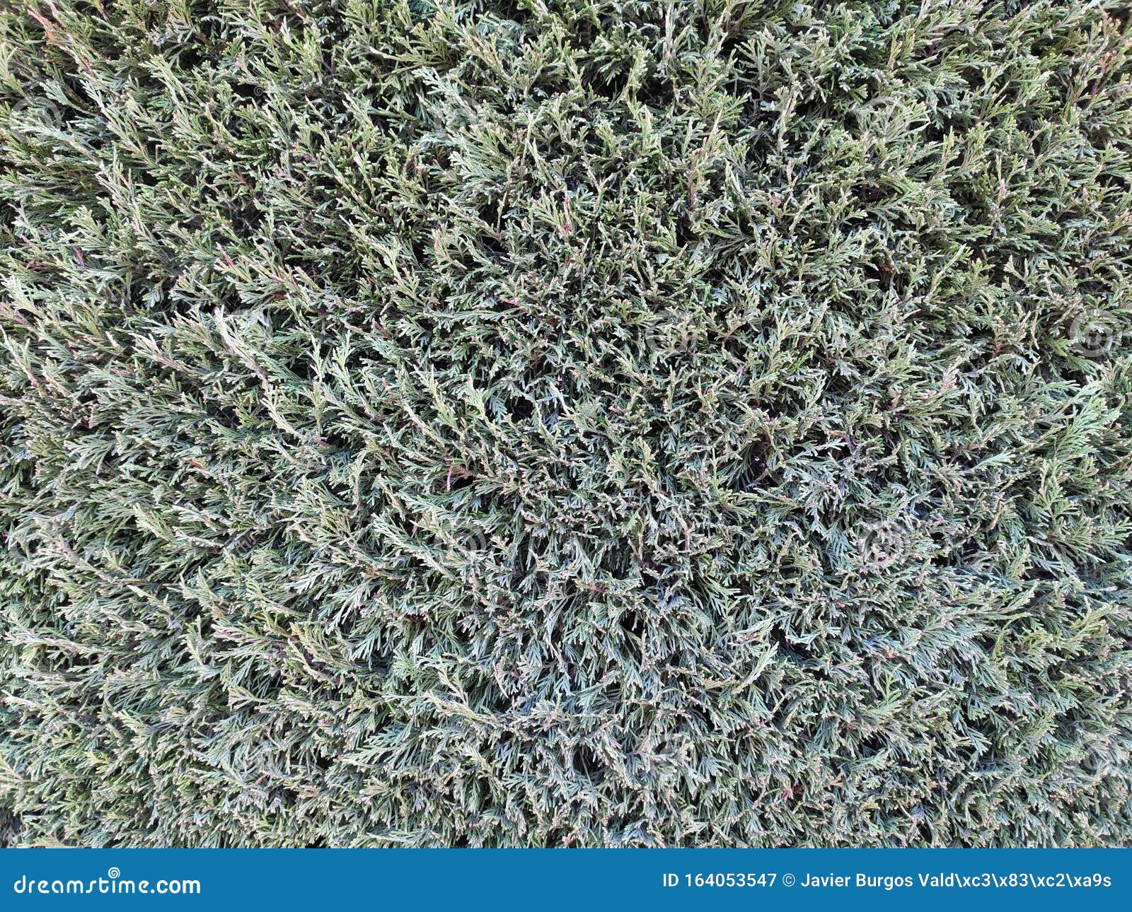 Winter Garden Leaf Wall Texture Stock Image - Image of texture, leaf ...