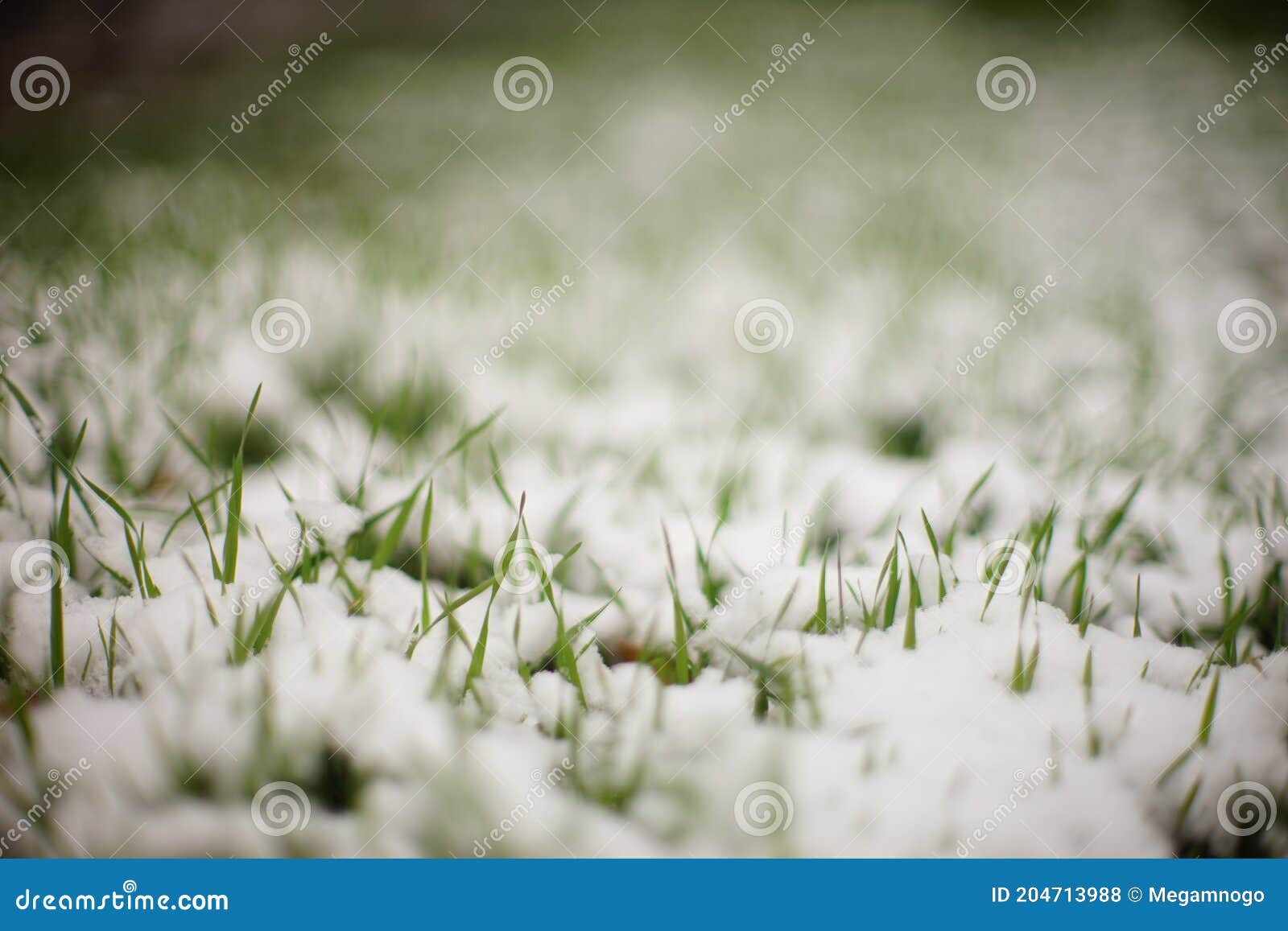 Winter Garden with Snow on the Green Grass Stock Photo - Image of cold ...