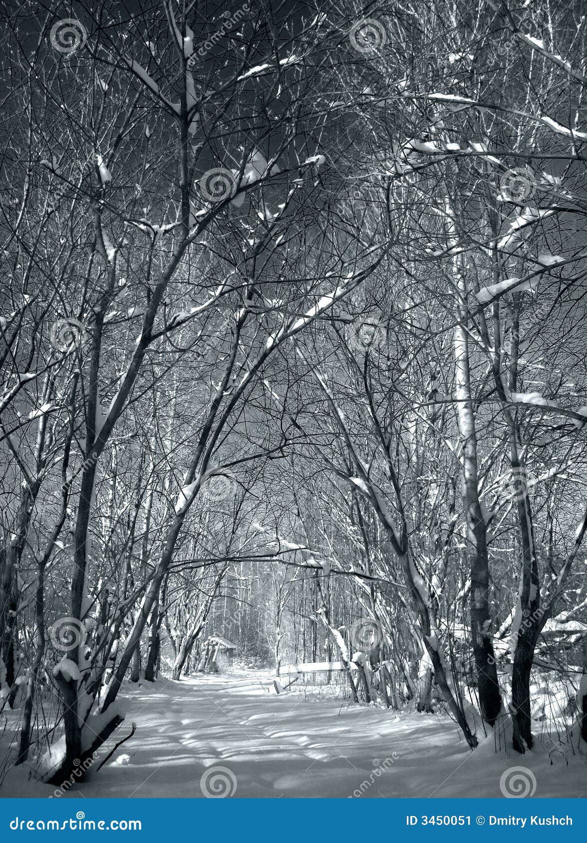 Winter gate stock image. Image of cold, forest, birch - 3450051