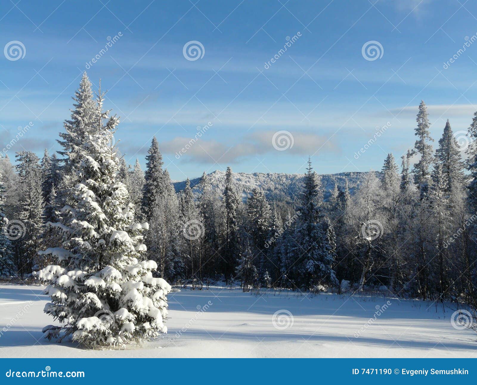 Winter glade stock photo. Image of mountains, high, tree - 7471190