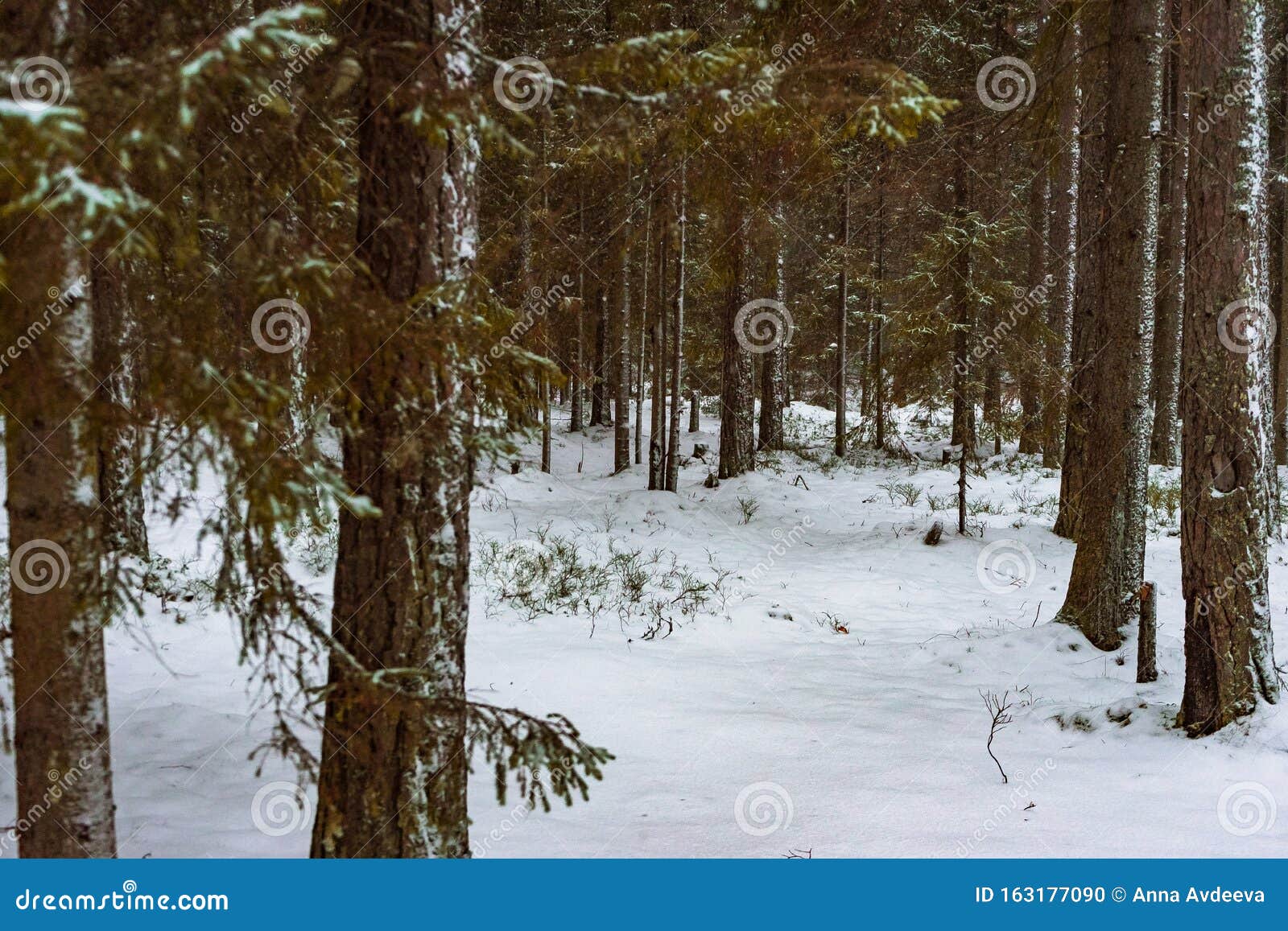 Winter Grim Forest with Untouched Snow Stock Photo - Image of glade ...