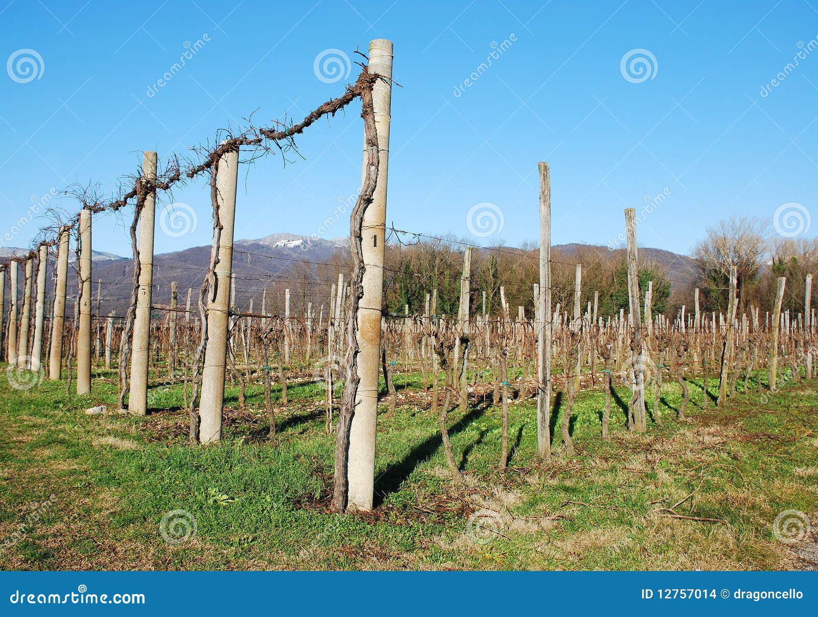 Winter Grape Vines stock photo. Image of cold, brown - 12757014
