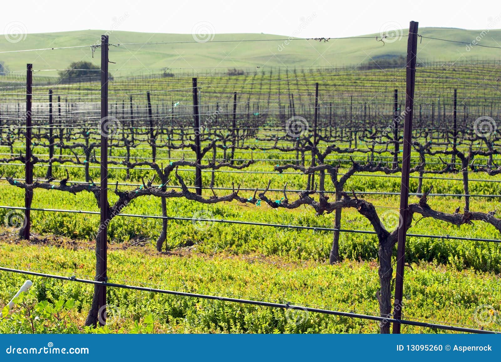 Winter Grape Vines Getting Ready for Spring Stock Photo - Image of ...