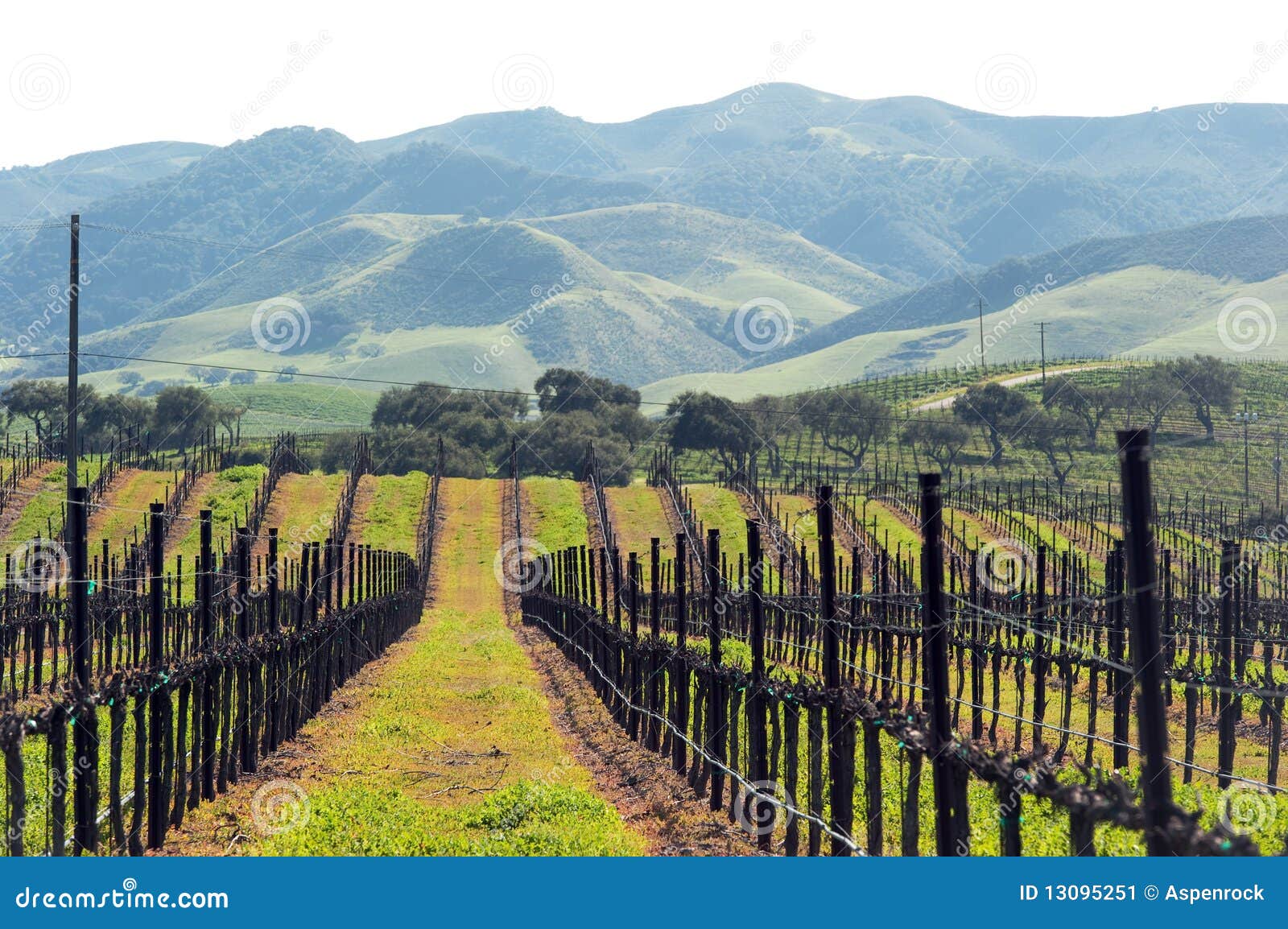 Winter Grape Vines Ready for Spring Stock Image - Image of valley ...