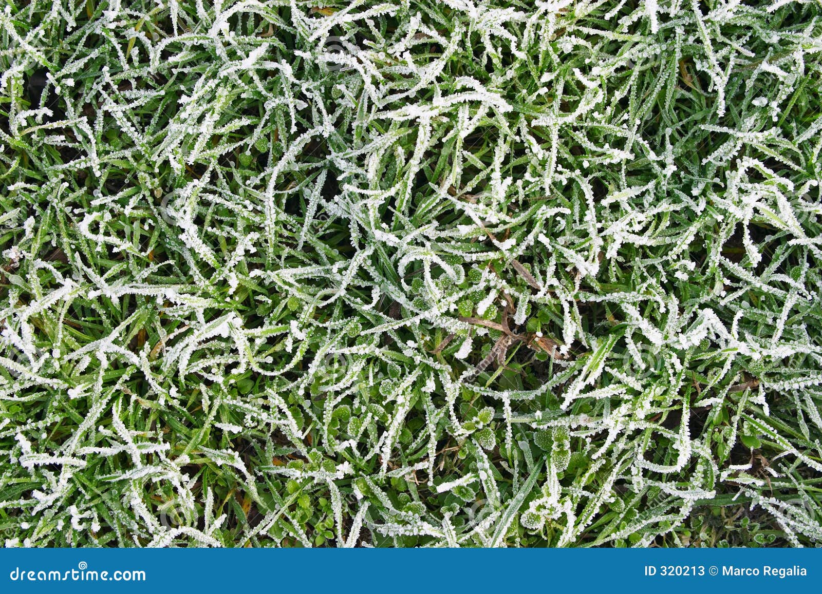 Winter grass stock image. Image of italy, close, confusion - 320213