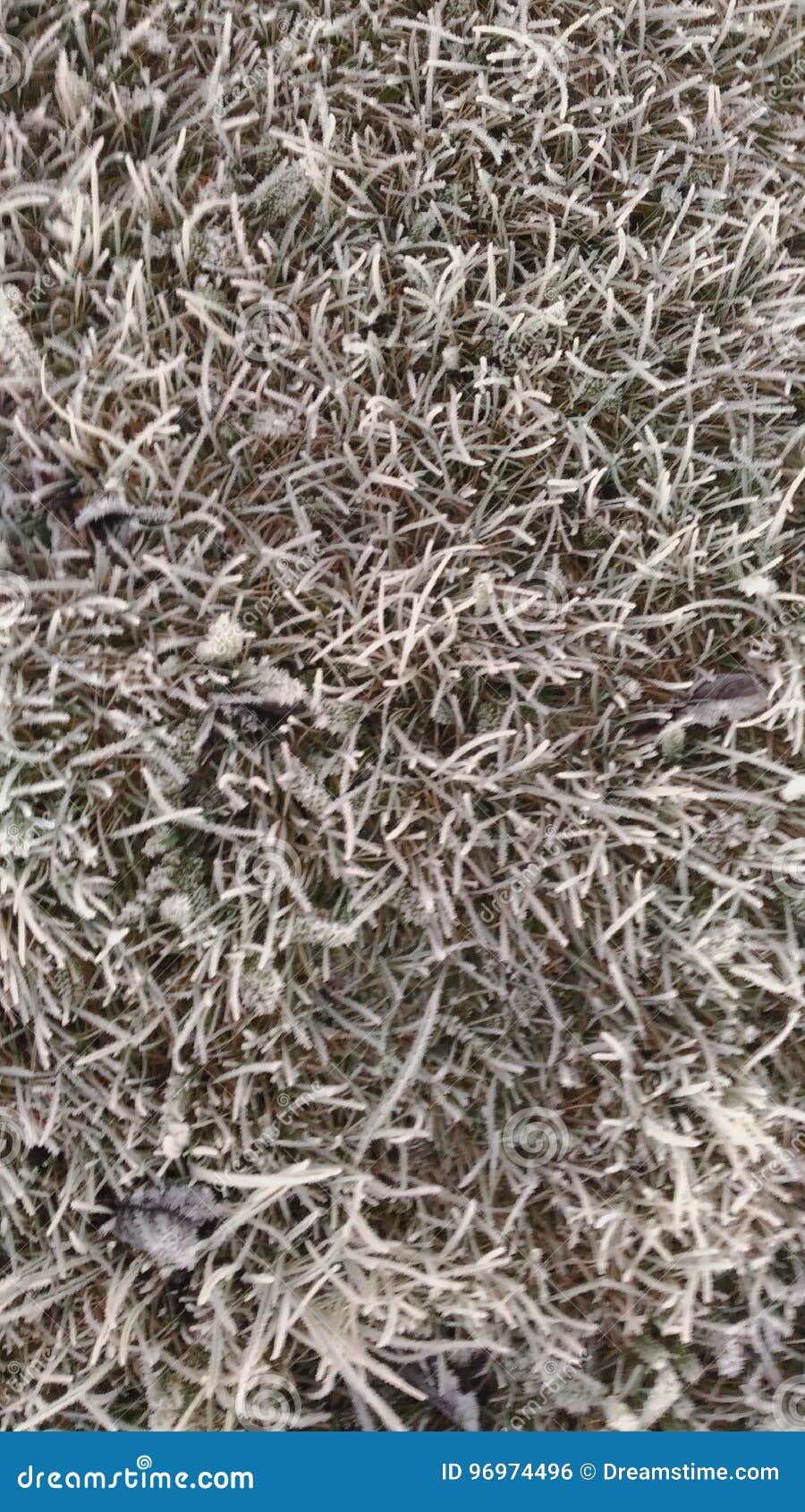 Winter grass stock photo. Image of finest, winter, micro - 96974496