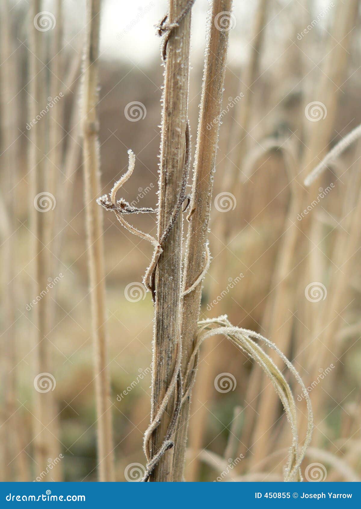 Winter Grass Stems stock image. Image of grass, spiral - 450855