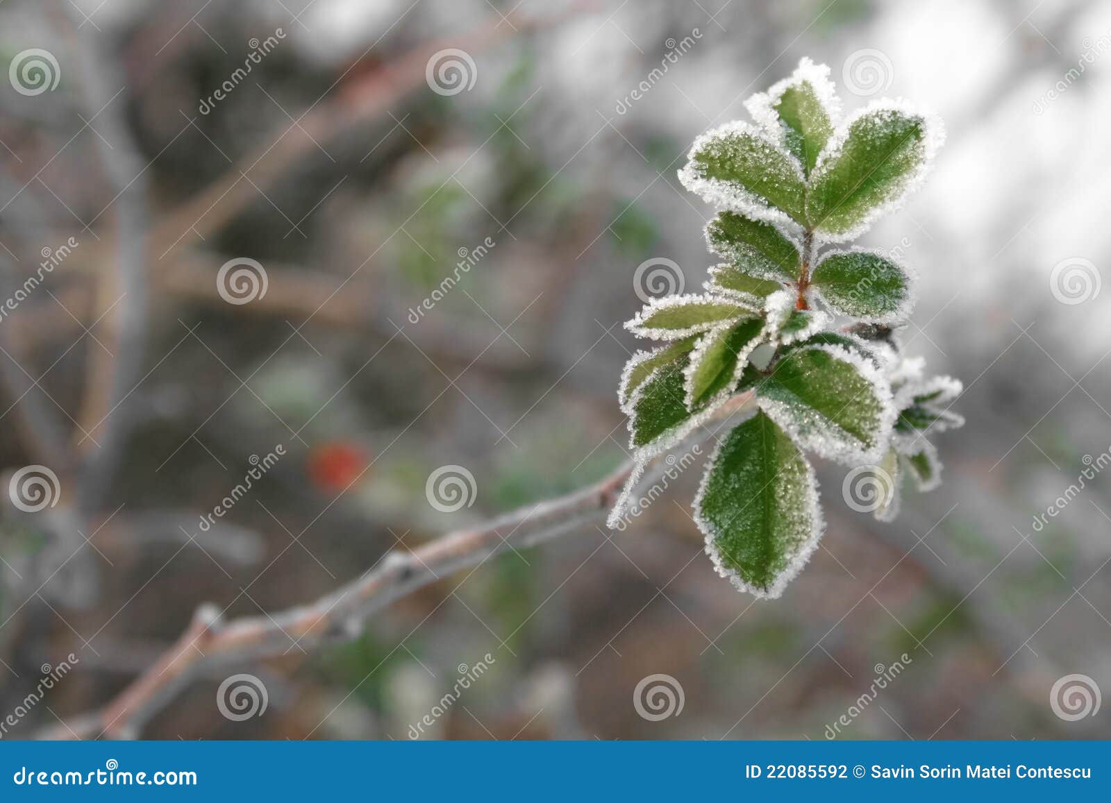 Winter Green Briar leaves stock photo. Image of meteorological - 22085592