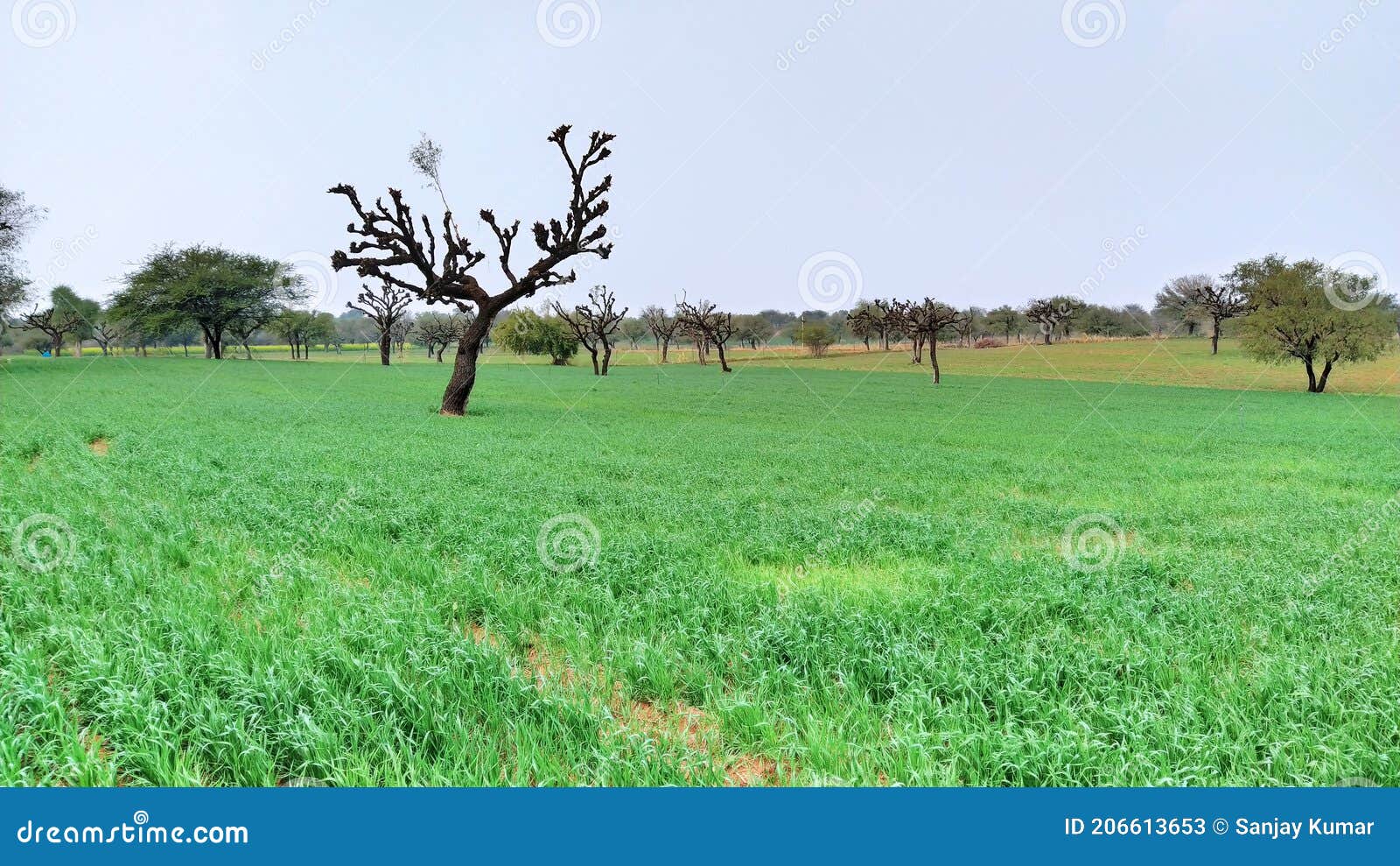 Rajasthan Ki Khejdi Tree In Farm Stock Photography | CartoonDealer.com ...