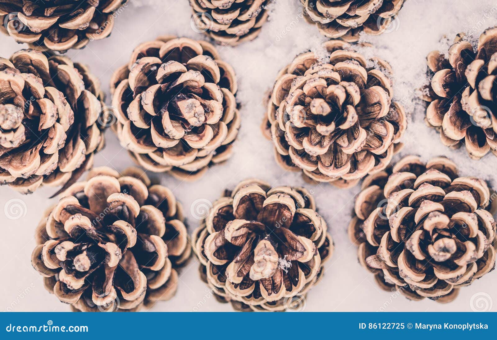 Winter Greeting Card with Cones Stock Image - Image of brown, birthday ...