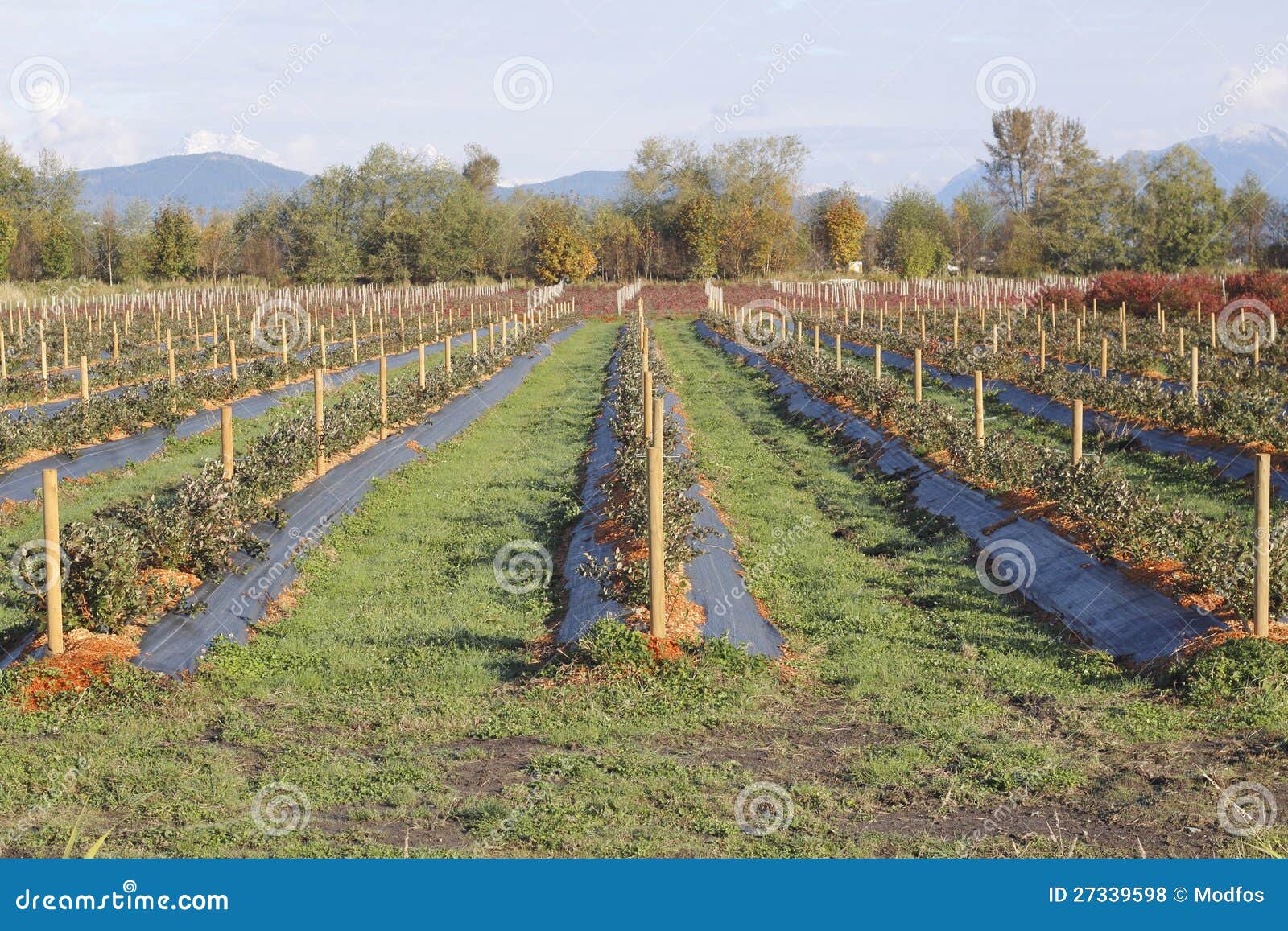 Winter Ground Cover for Crops Stock Photo - Image of industry, field ...