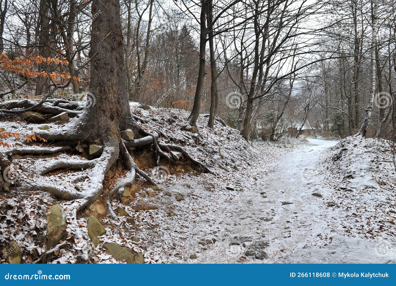 Winter Has Come. the First Snow in the Forest Stock Photo - Image of ...
