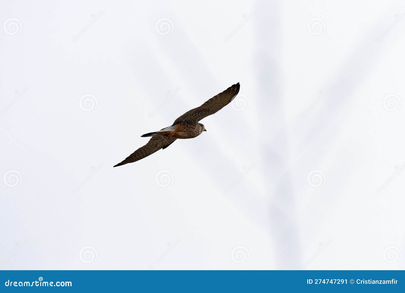 The Winter Hawk in Flight in the Blue Sky Stock Image - Image of ...