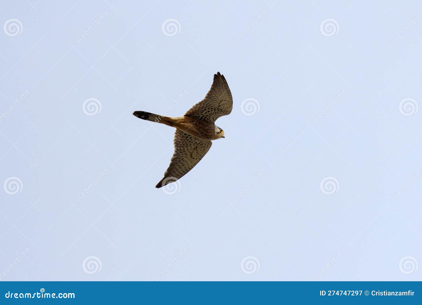The Winter Hawk in Flight in the Blue Sky Stock Image - Image of bird ...