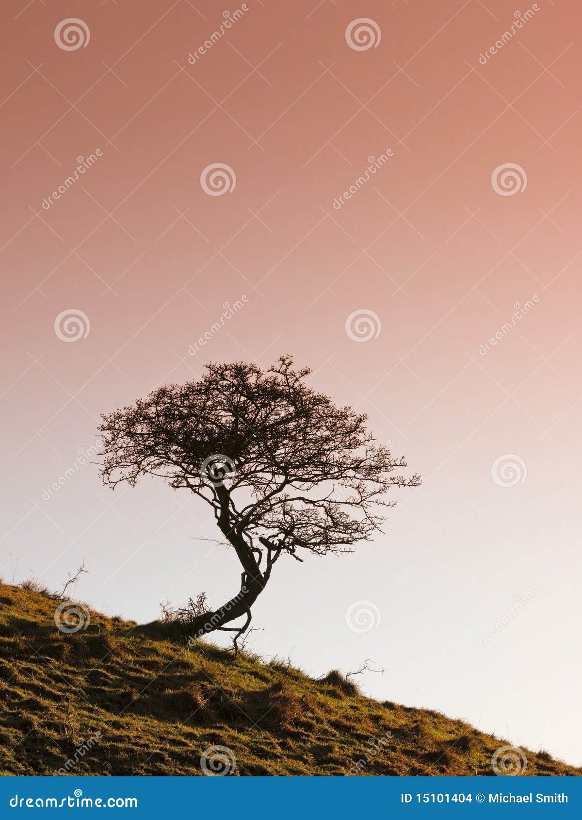 Winter Hawthorn with Red Sky Stock Photo - Image of nature, countryside ...