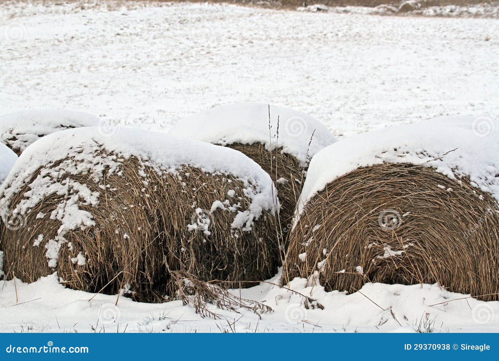Winter Hay stock photo. Image of white, winter, frigid - 29370938
