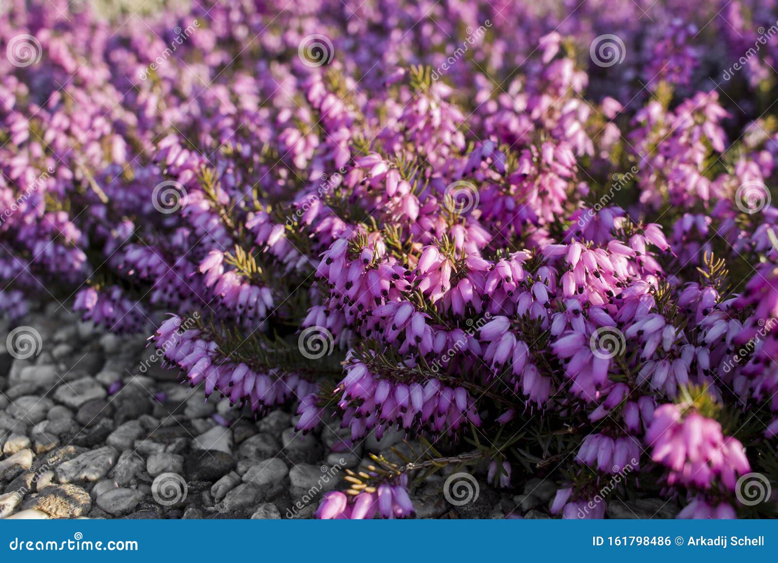 Winter Heather, Snow Heath, Spring Heather Stock Photo - Image of april ...