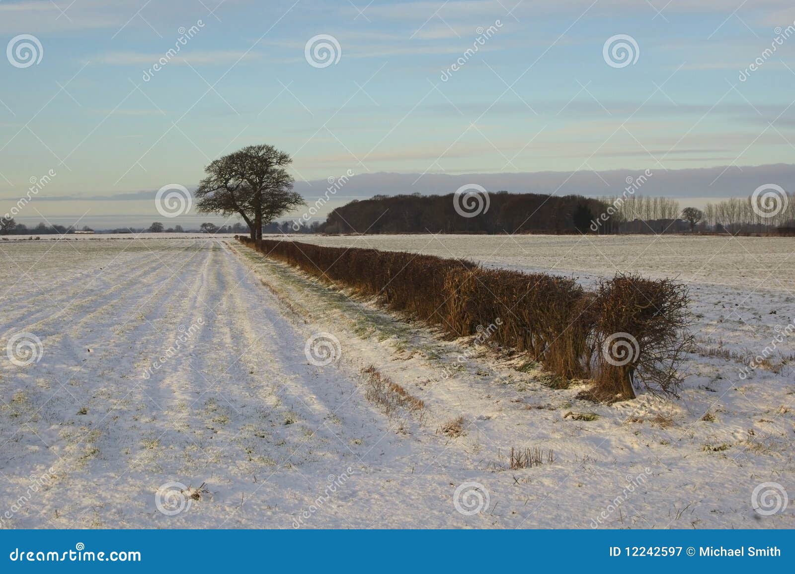Winter hedgerow stock image. Image of bright, white, hedgerows - 12242597